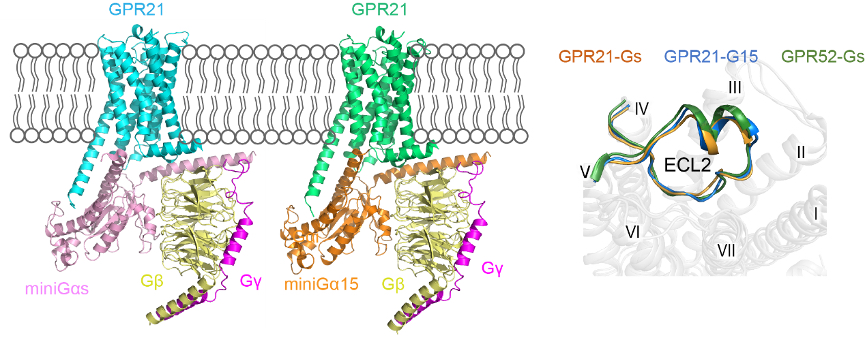 iHuman研究所徐菲团队与合作者在孤儿受体研究上再获多项进展
