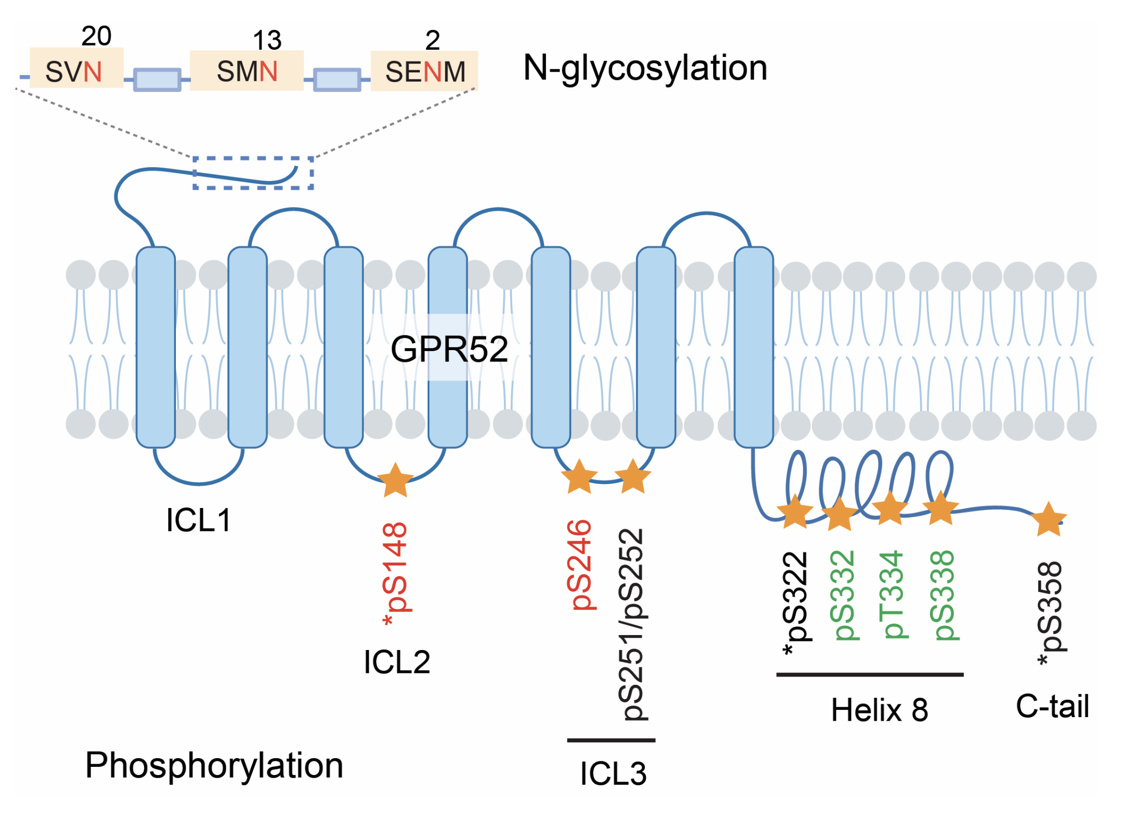 iHuman研究所水雯箐课题组与合作者揭示翻译后修饰对GPR52的独特调控机制