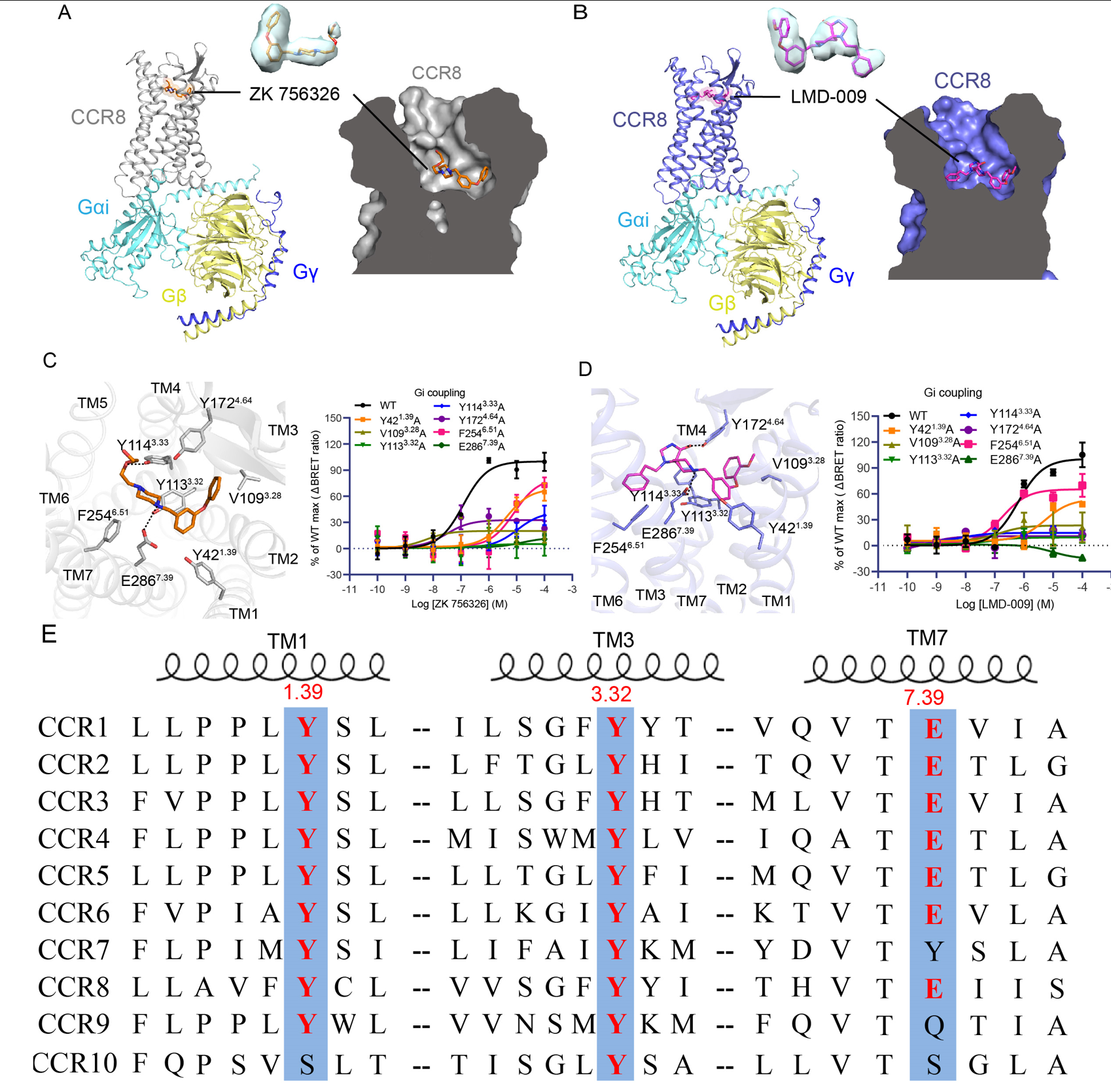 Science Advances｜徐菲课题组揭示肿瘤免疫明星靶点CCR8的配体识别和激活机制